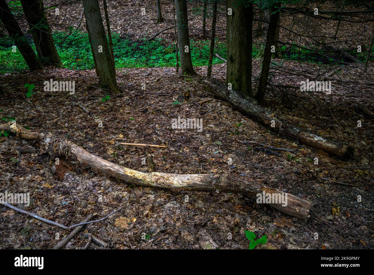 Chestnut Ridge Park Eternal Flame Falls Trail Stock Photo - Alamy