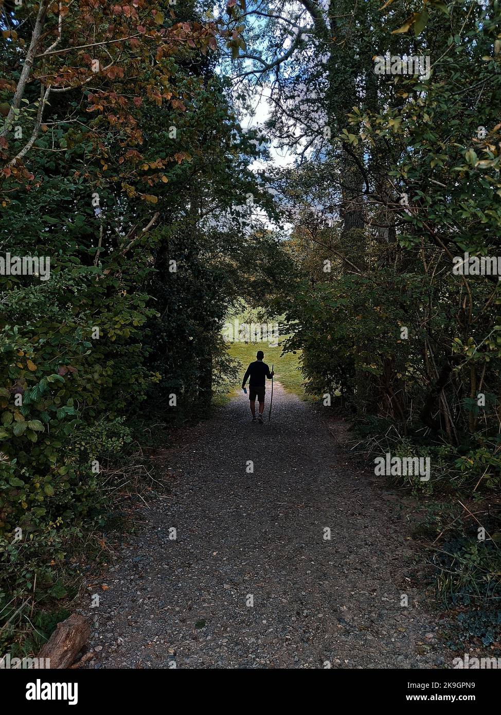 A vertical shot of a man walking by the narrow walkway in the forest ...