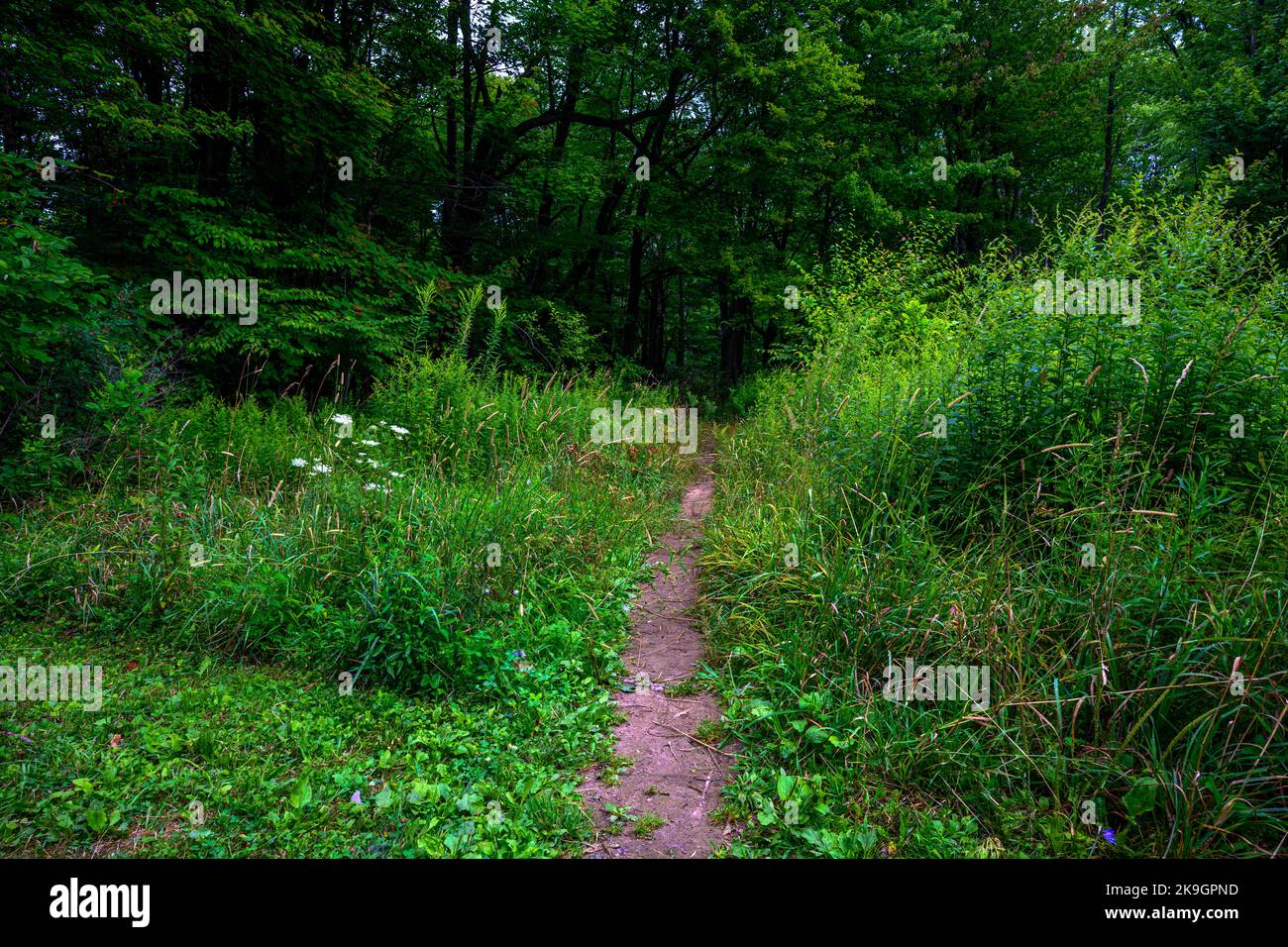 Chestnut Ridge Park Eternal Flame Falls Trail Stock Photo - Alamy