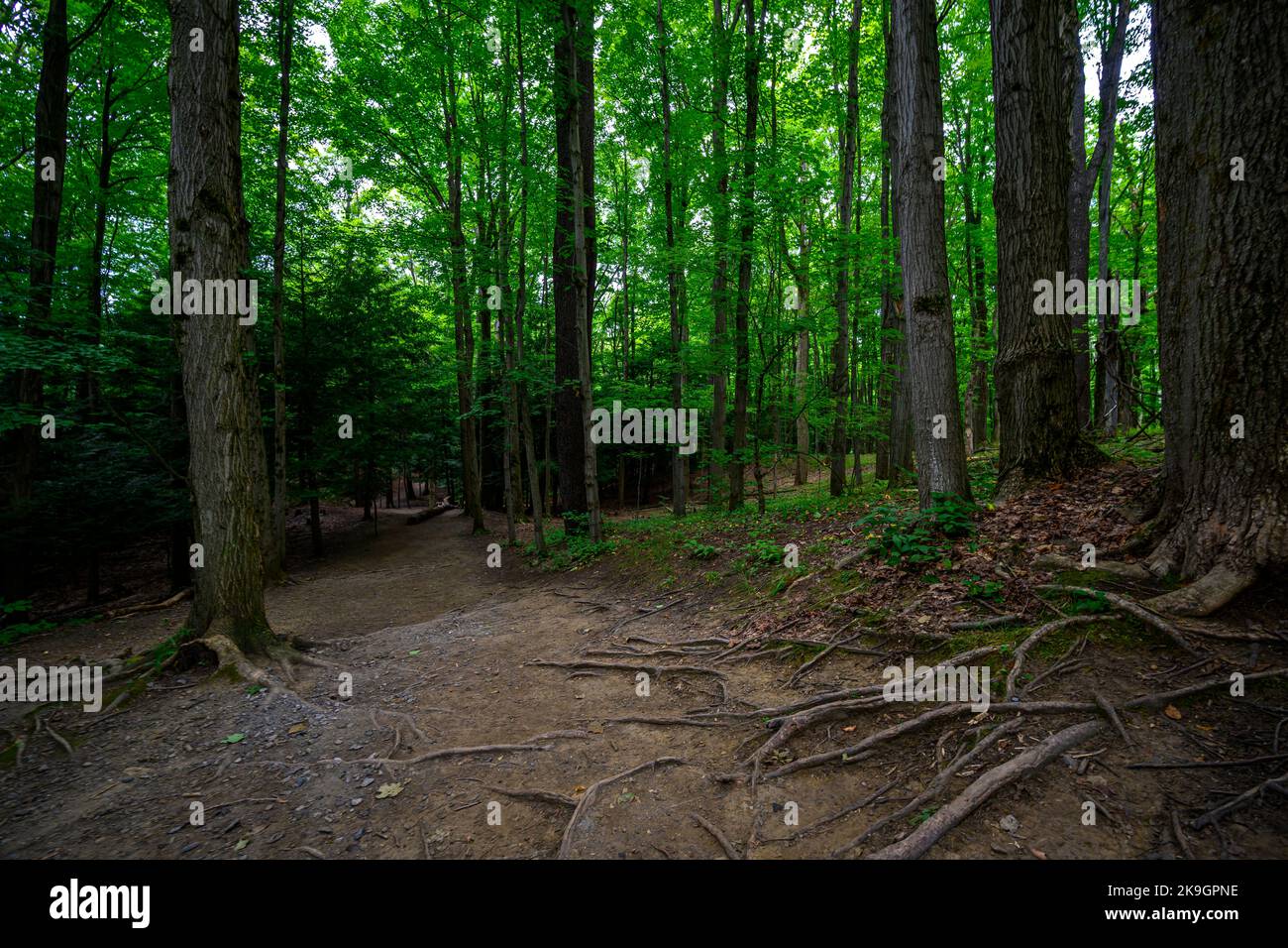 Chestnut Ridge Park Eternal Flame Falls Trail Stock Photo - Alamy