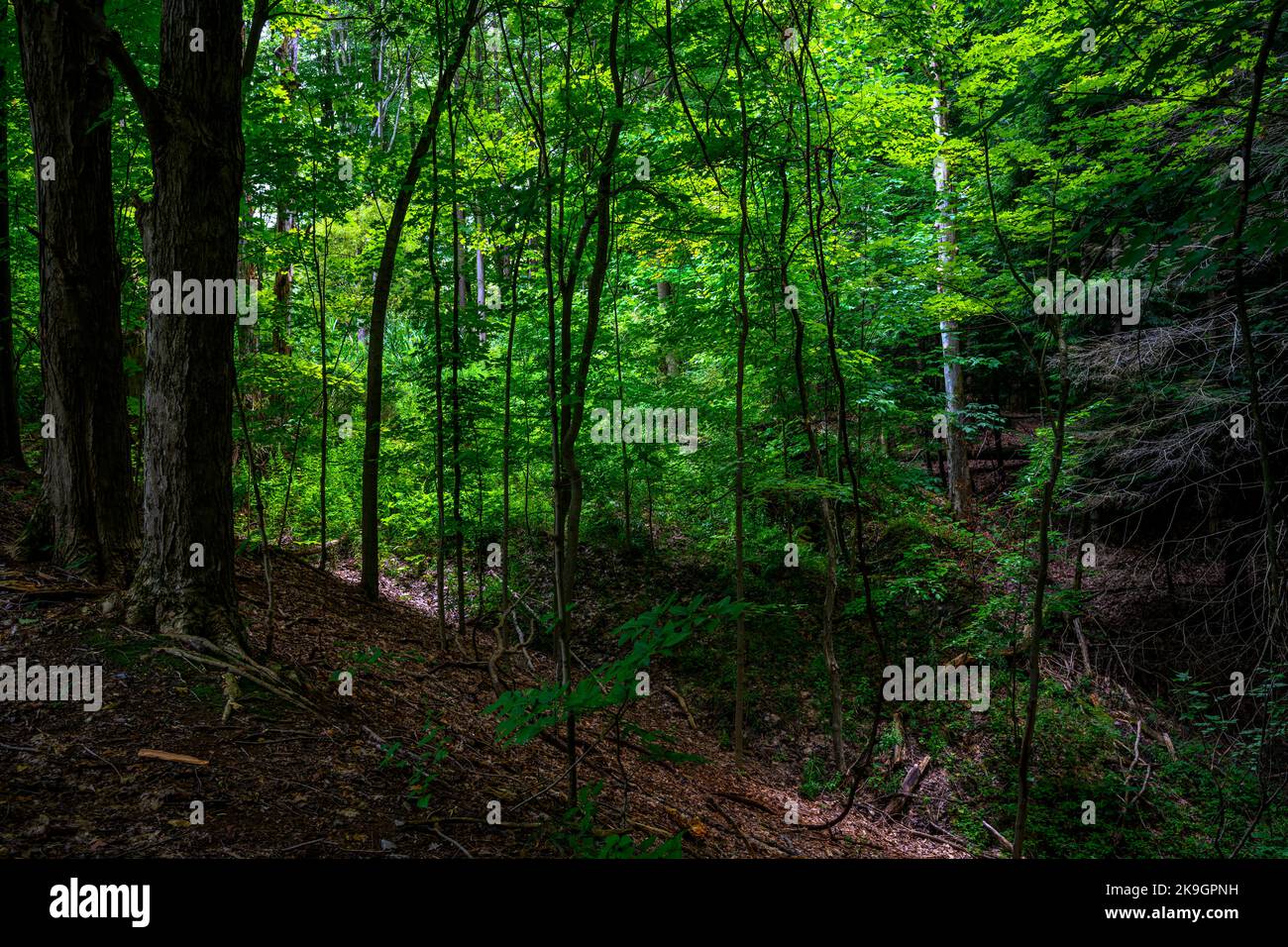 Hiking trail in chestnut hi-res stock photography and images - Alamy