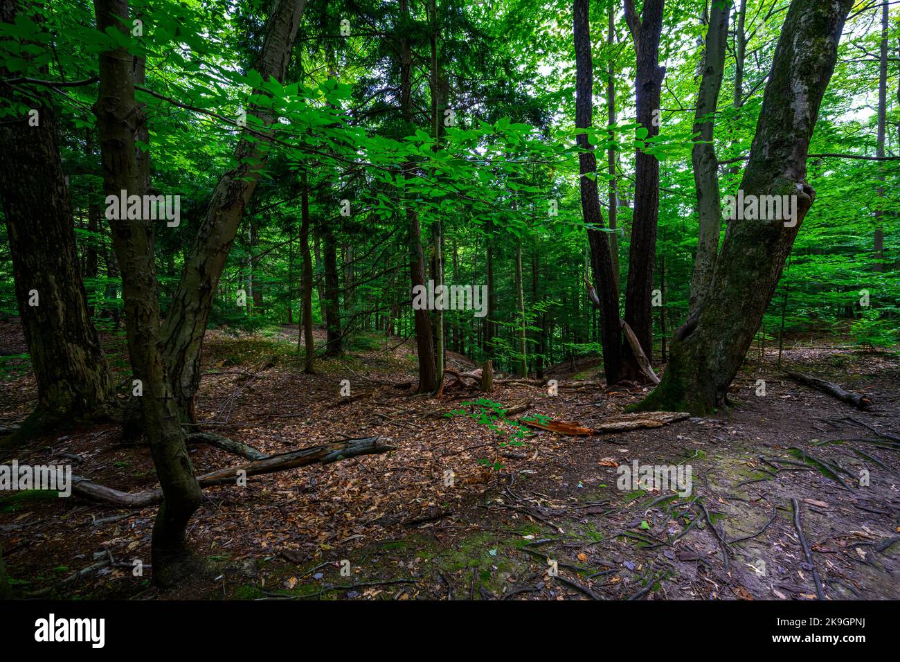 Chestnut Ridge Park Eternal Flame Falls Trail Stock Photo - Alamy