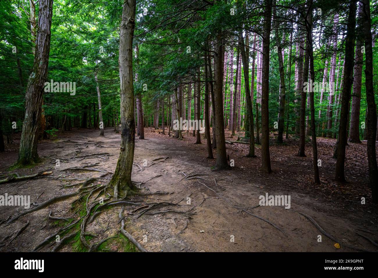 Chestnut Ridge Park Eternal Flame Falls Trail Stock Photo - Alamy