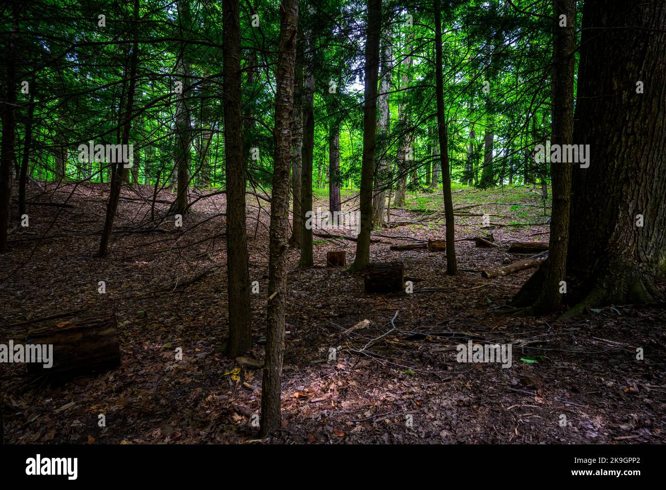 Chestnut Ridge Park Eternal Flame Falls Trail Stock Photo - Alamy