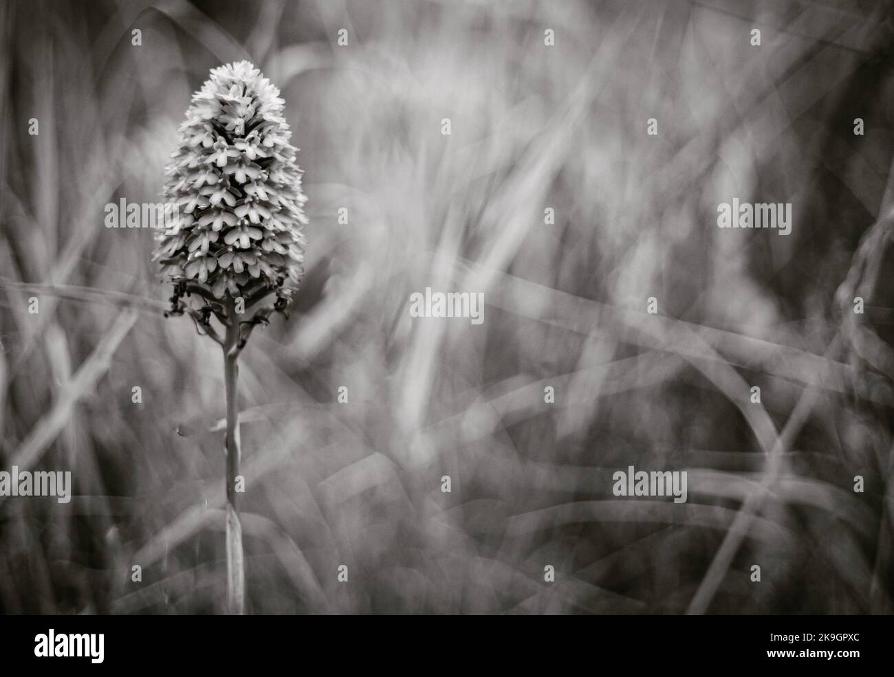 Pyramid of the flowers hi-res stock photography and images - Alamy