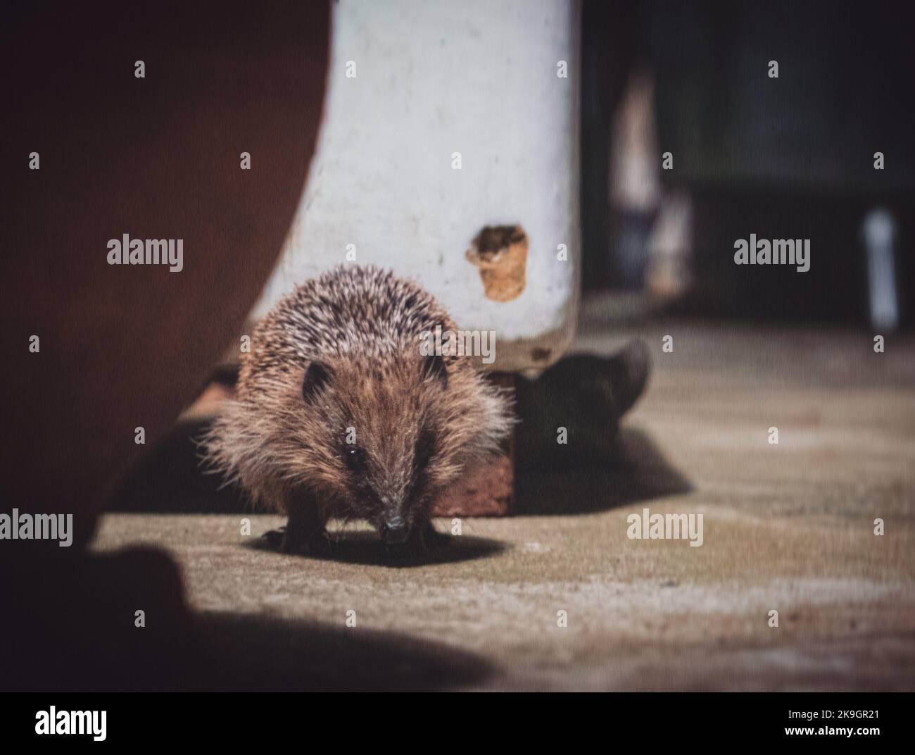 Garden hog hi-res stock photography and images - Alamy