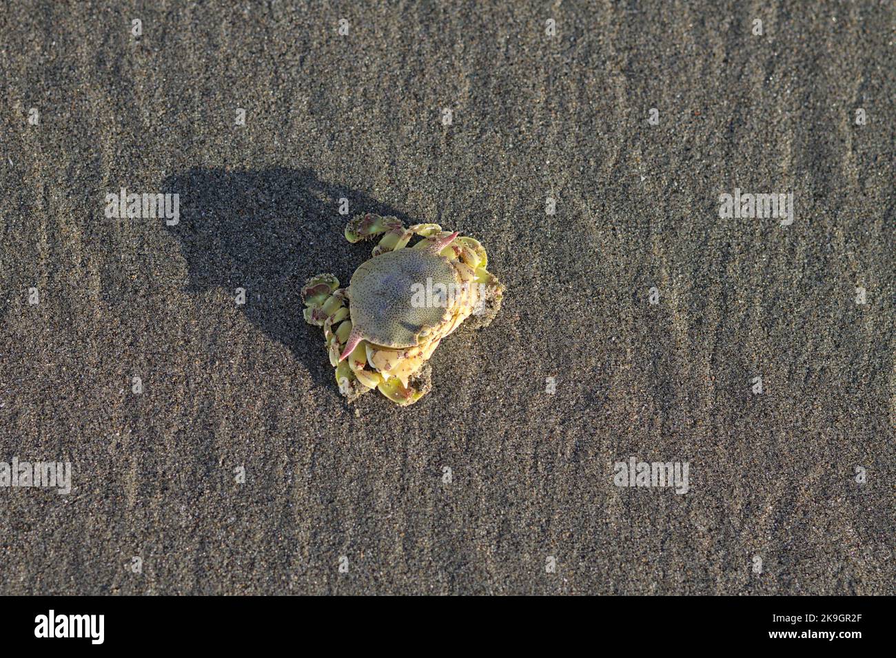 Toad crabs hi-res stock photography and images - Alamy