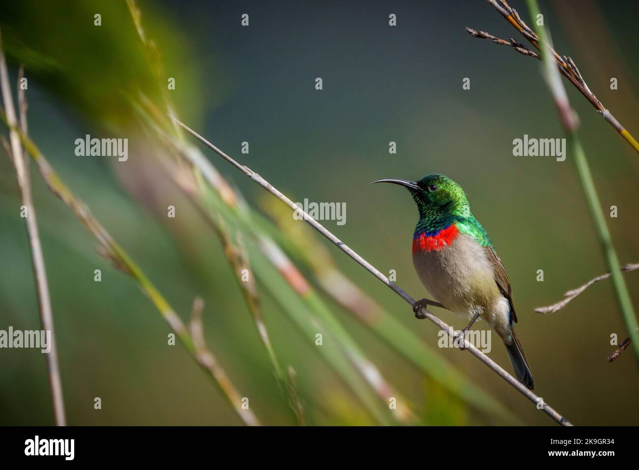 Southern double-collared sunbird or lesser double-collared sunbird ...