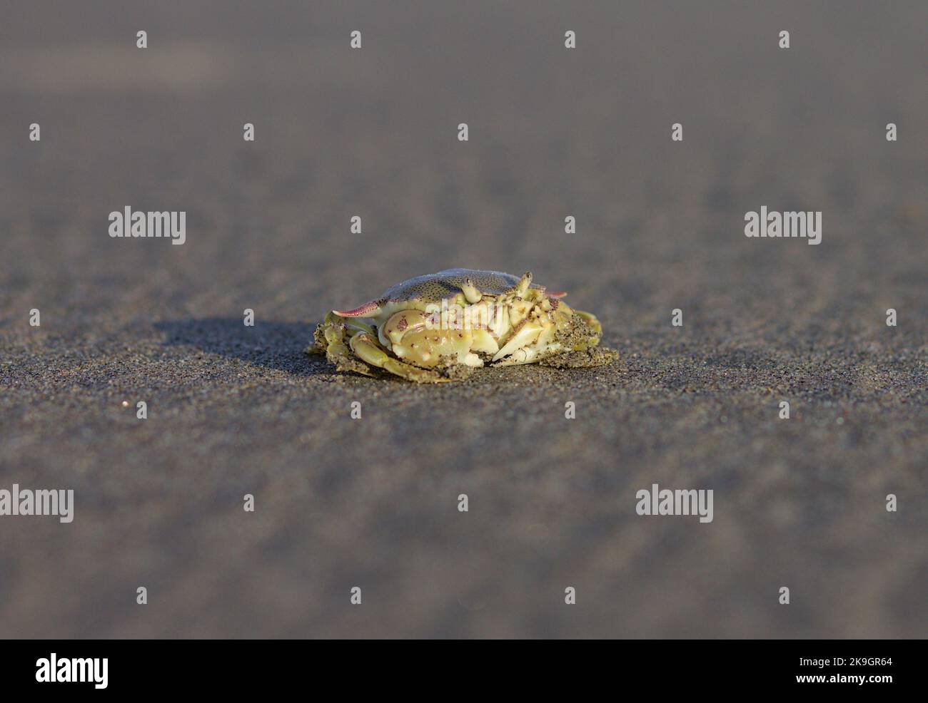 Crabs head hi-res stock photography and images - Alamy