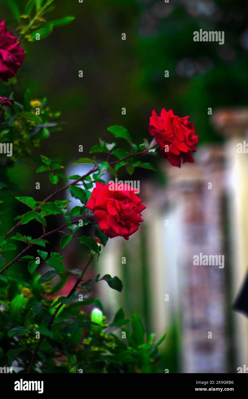 A vertical shot of red roses in the garden Stock Photo - Alamy