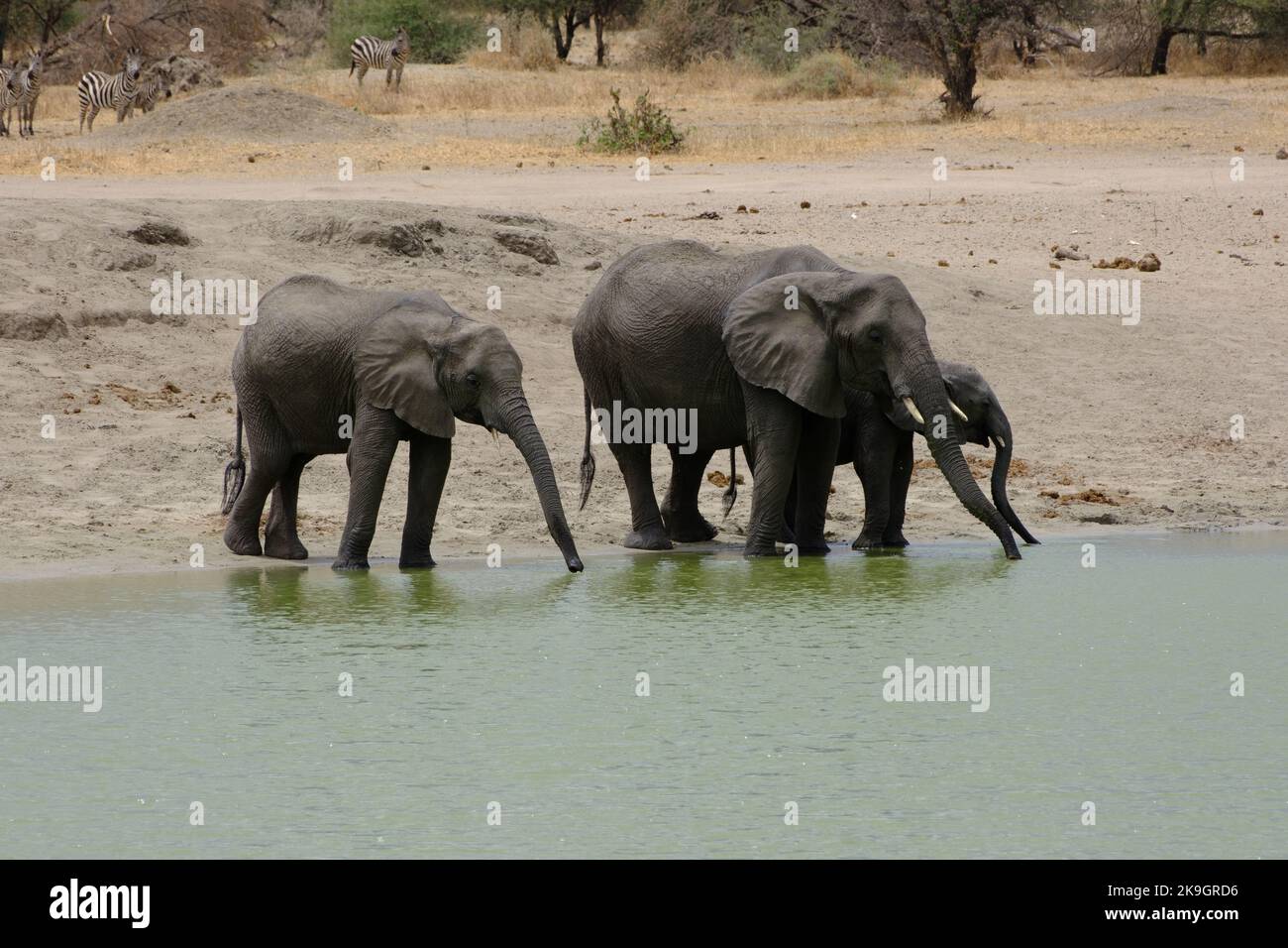 A closeup shot of a mother elephant with its two babies drinking water ...