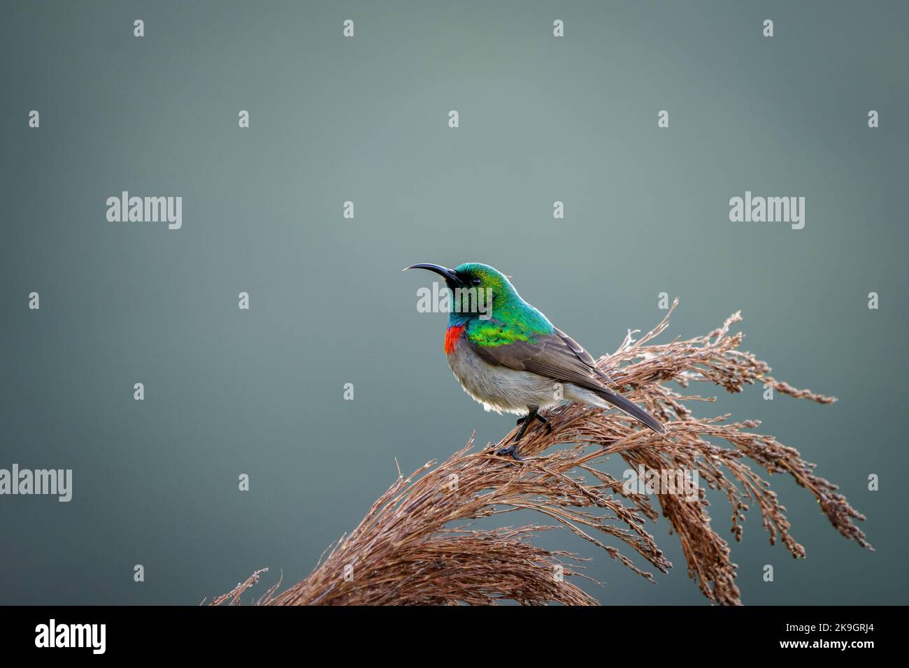 Southern double-collared sunbird or lesser double-collared sunbird ...