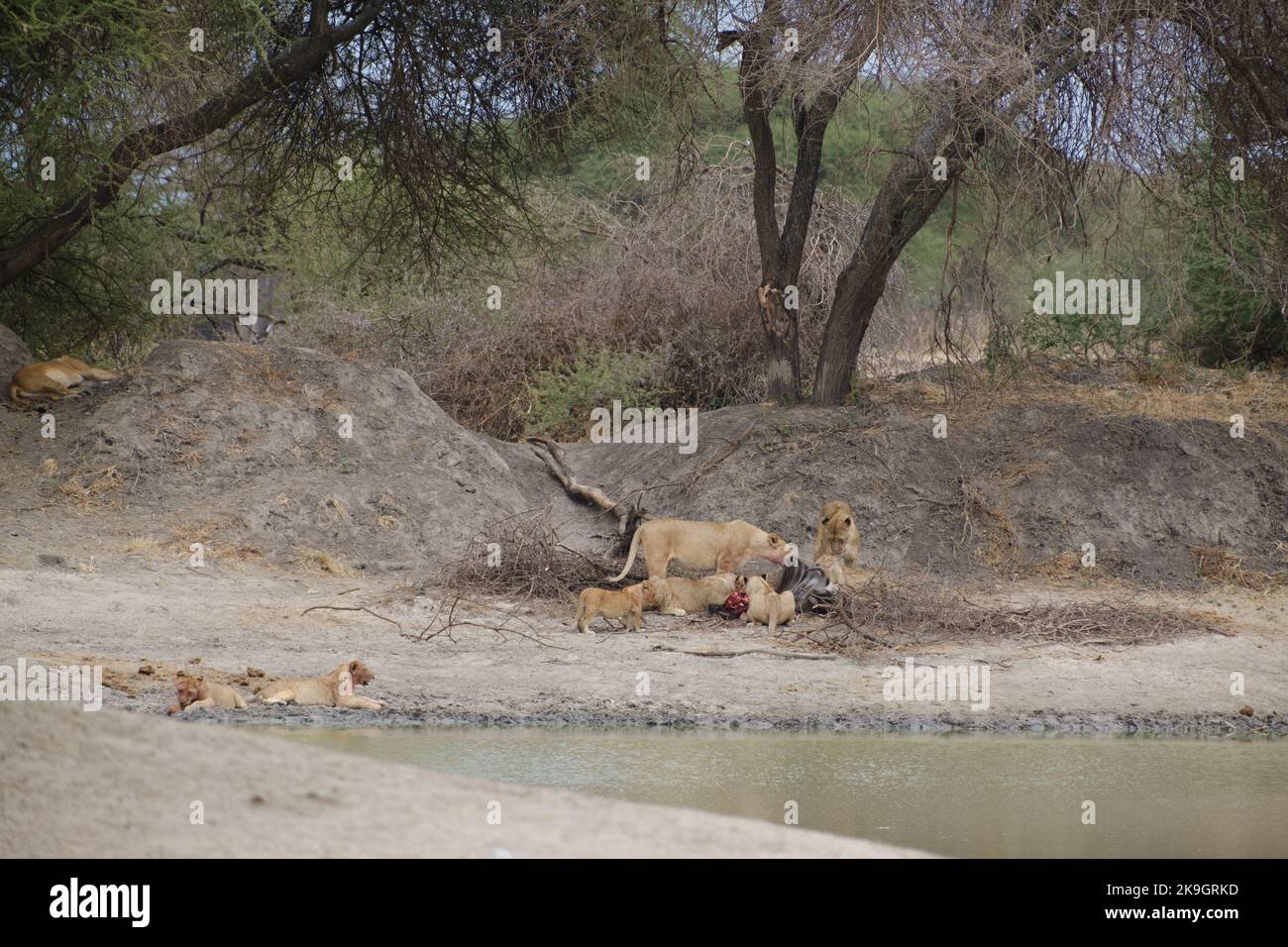 A closeup of a group of lions eating a Wildebeest (gnu) in the ...