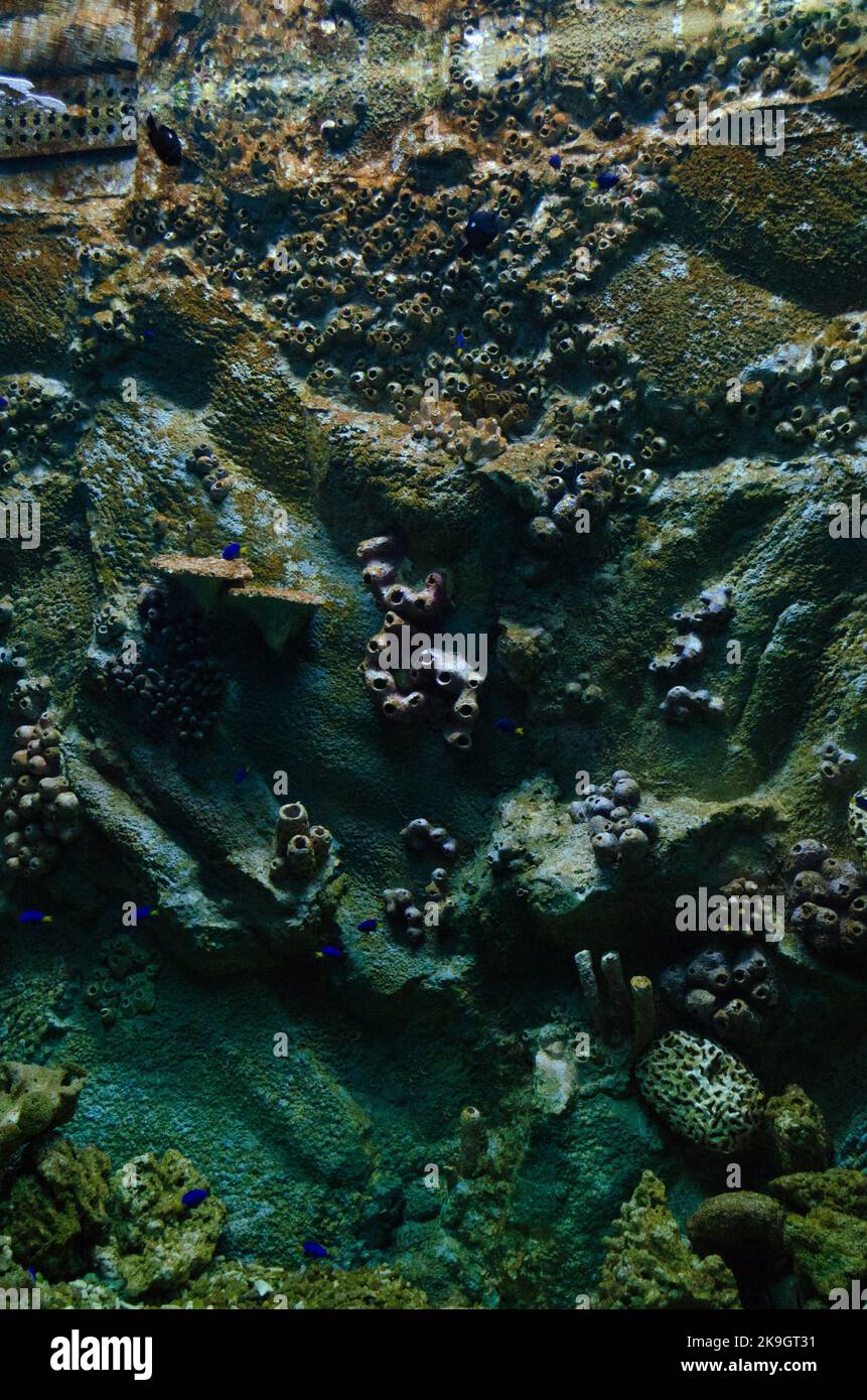 A vertical background texture of coral reef Stock Photo - Alamy