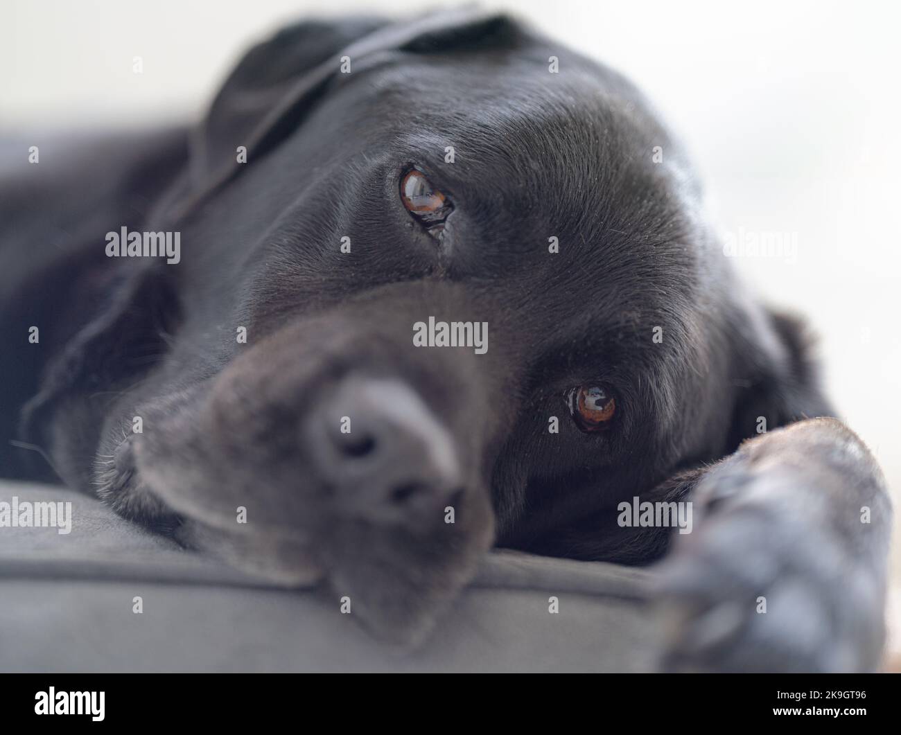 A black Labrador resting on a couch Stock Photo - Alamy