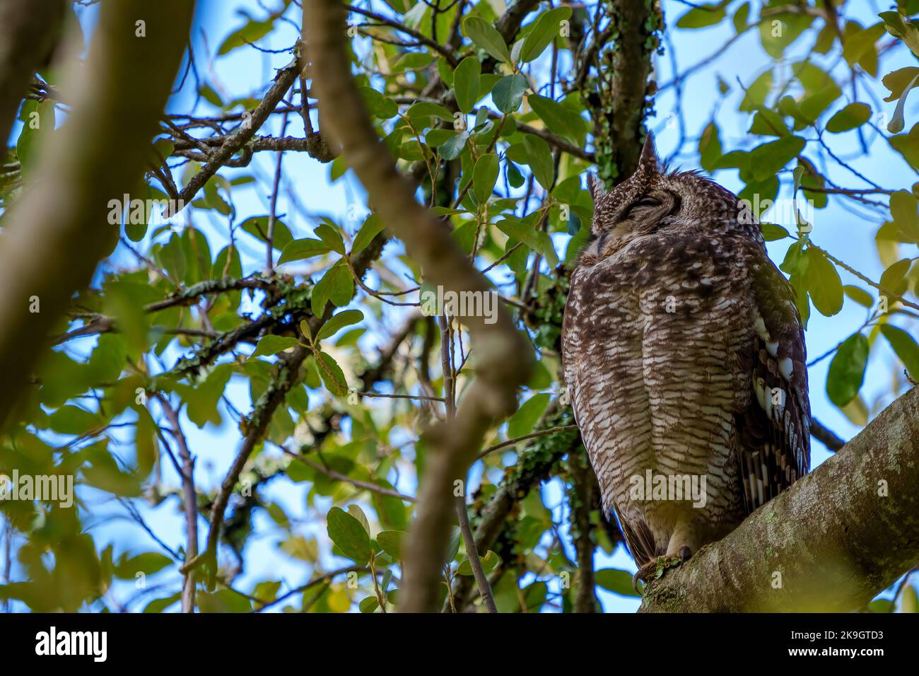 Spotted eagle-owl or African eagle-owl (Bubo africanus). Cape Town ...