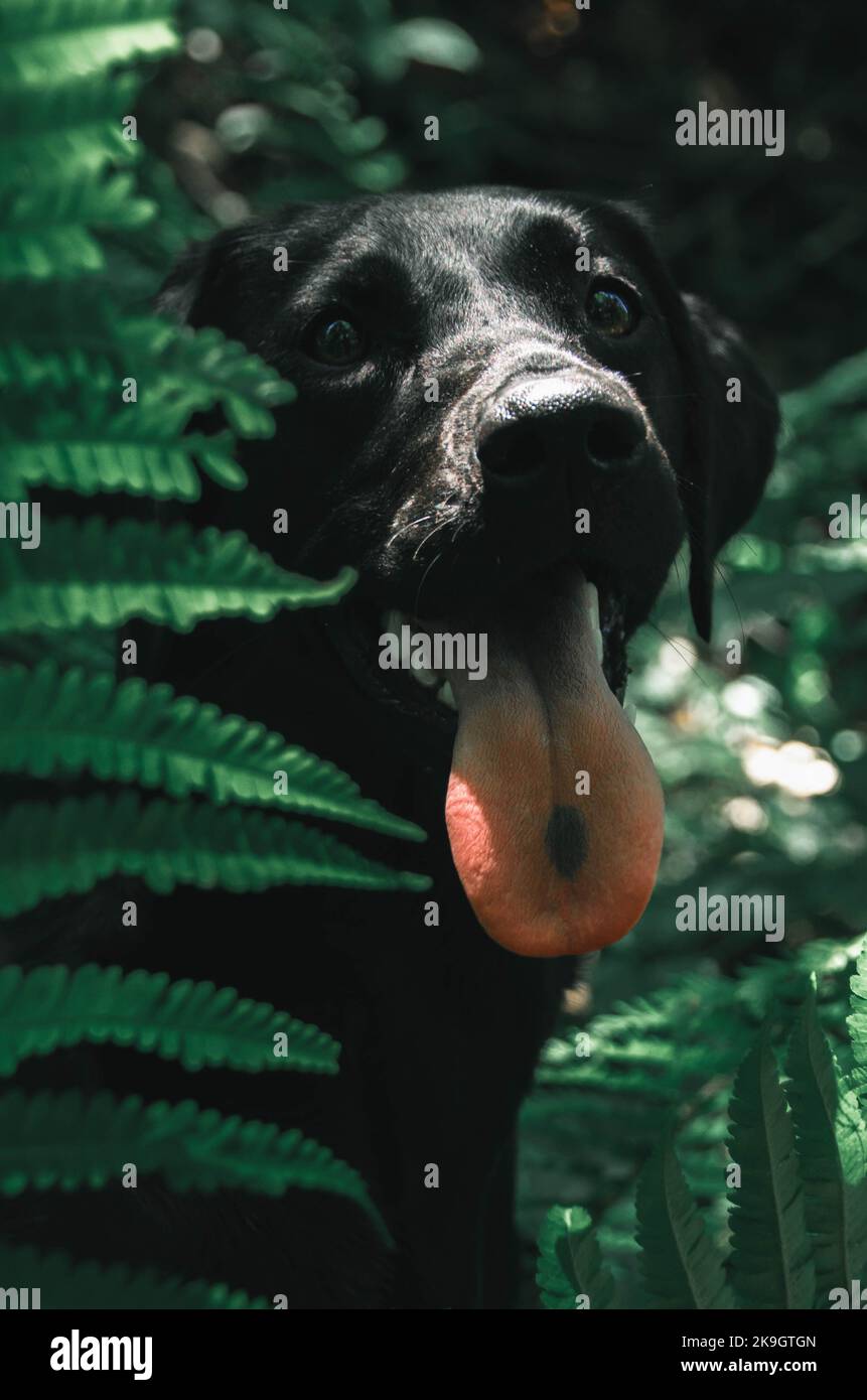 A closeup of an adorable black Labrador Retriever behind the green ...