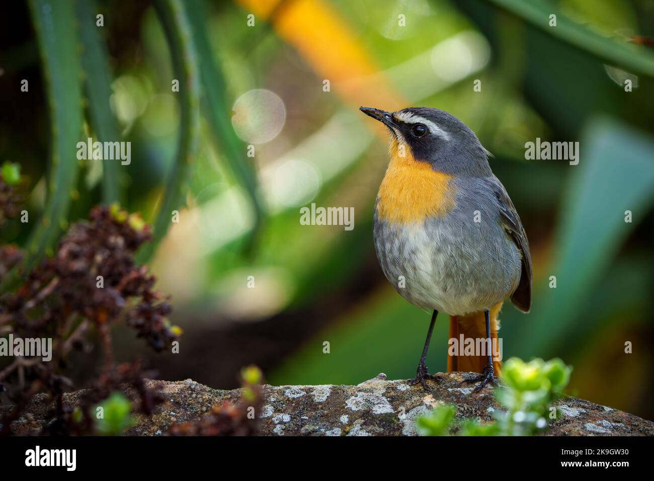 Cape robin-chat (Cossypha caffra). Cape Town. Western Cape. South ...