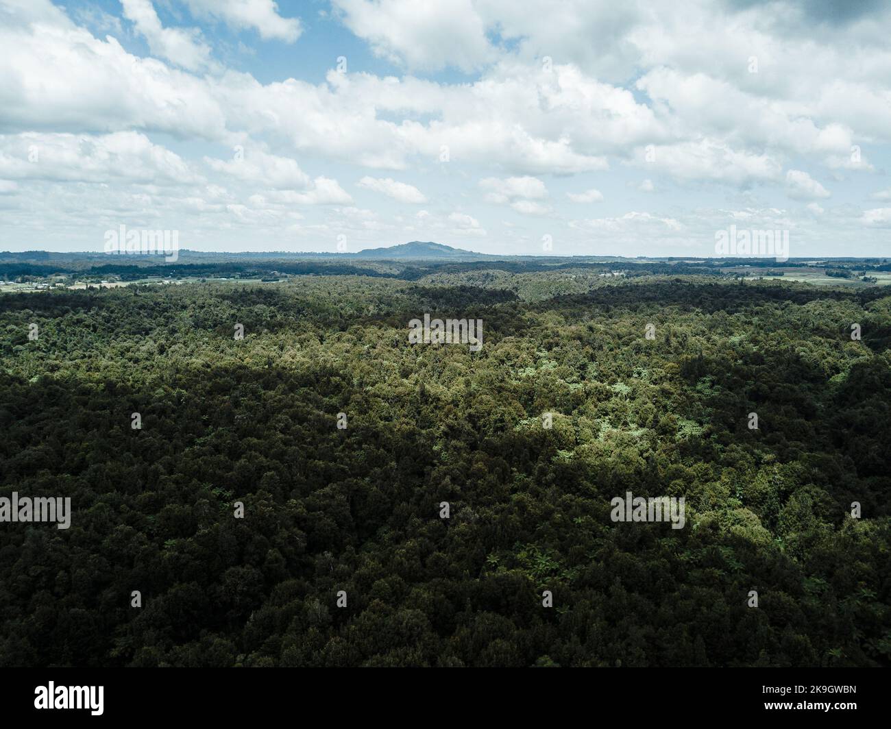 aerial view of the wonderful lush forest with the green tops of the ...