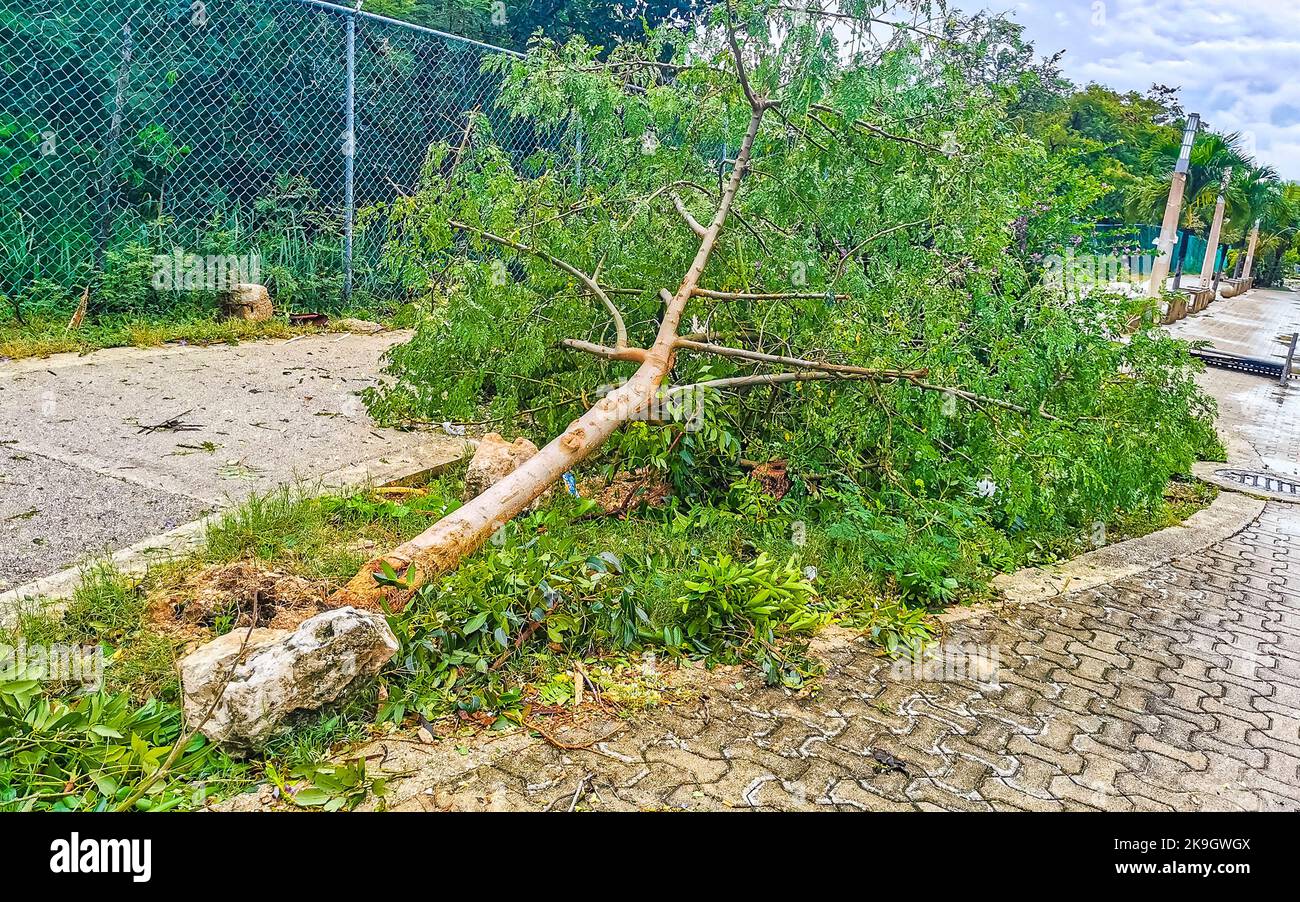 Hurricane 2021 in Playa del Carmen Quintana Roo Mexico extreme wind ...