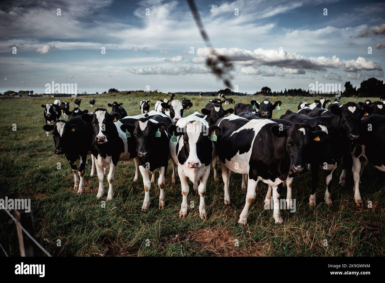 funny herd of black and white dairy cows on a big green meadow with a ...