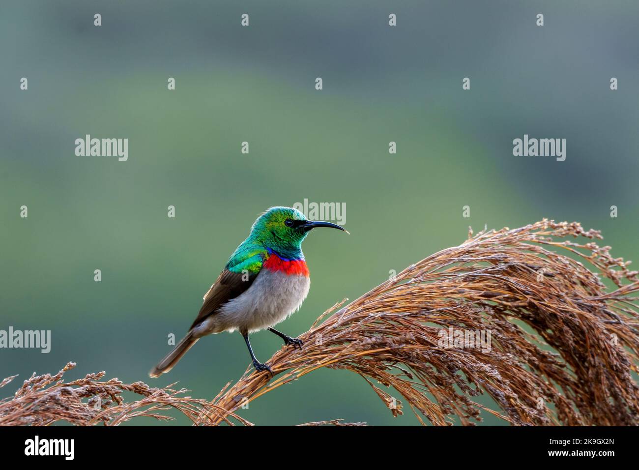 Southern double-collared sunbird or lesser double-collared sunbird ...