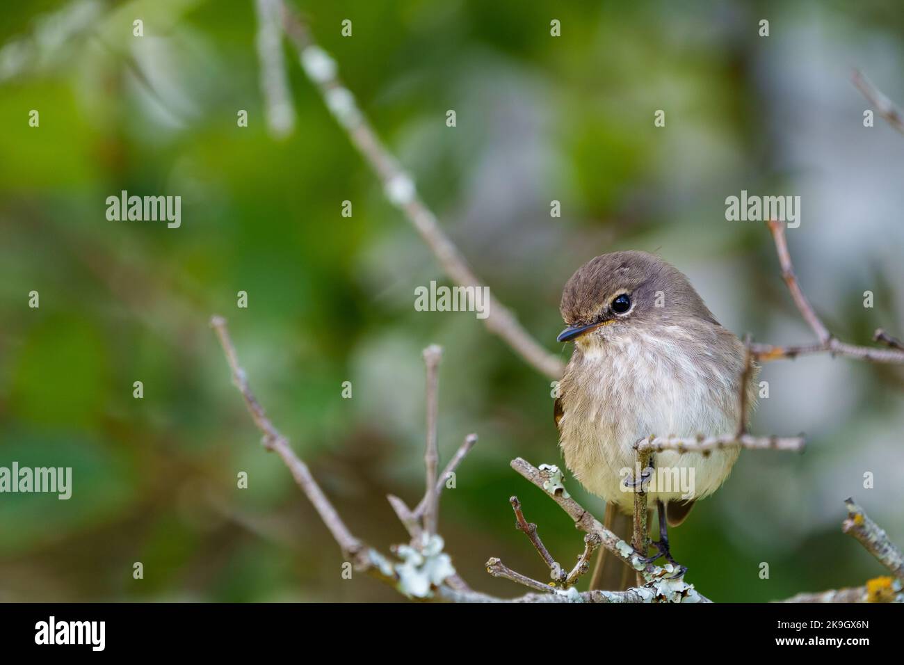 African dusky flycatcher (Muscicapa adusta) perchased on a tree branch ...