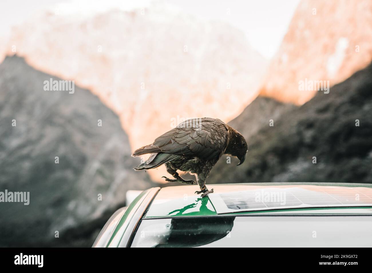 curious bird on roof from green car walking with curved beak near ...