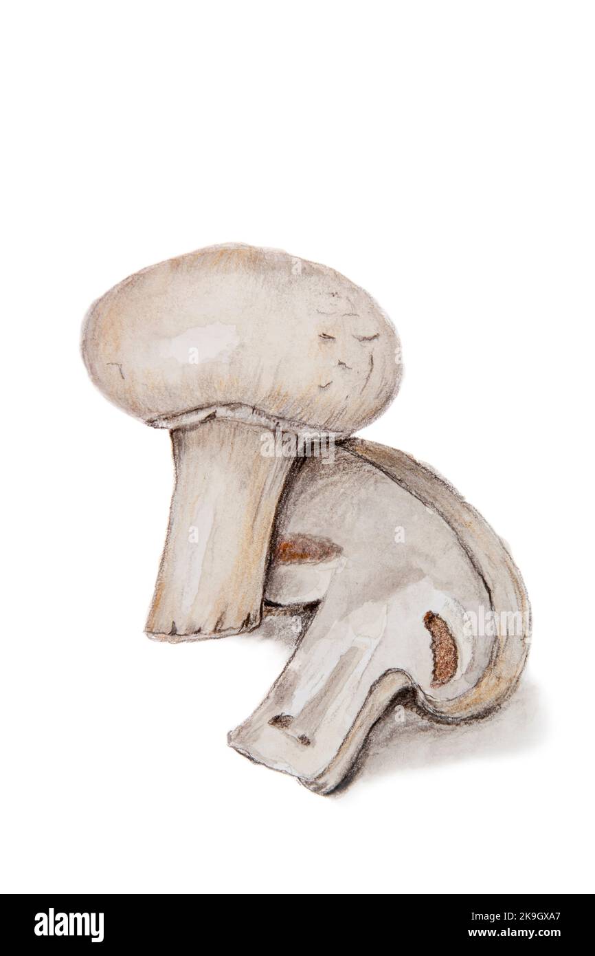 Two white mushrooms (Latin: Agaricus arvensis) lying next to each other ...