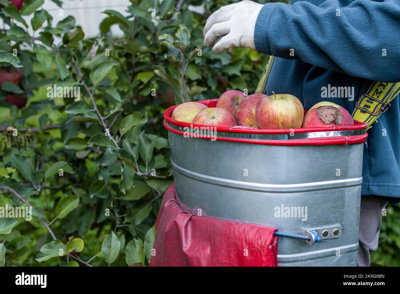 Farm worker hand picking organic Fuji apples using a professional ...
