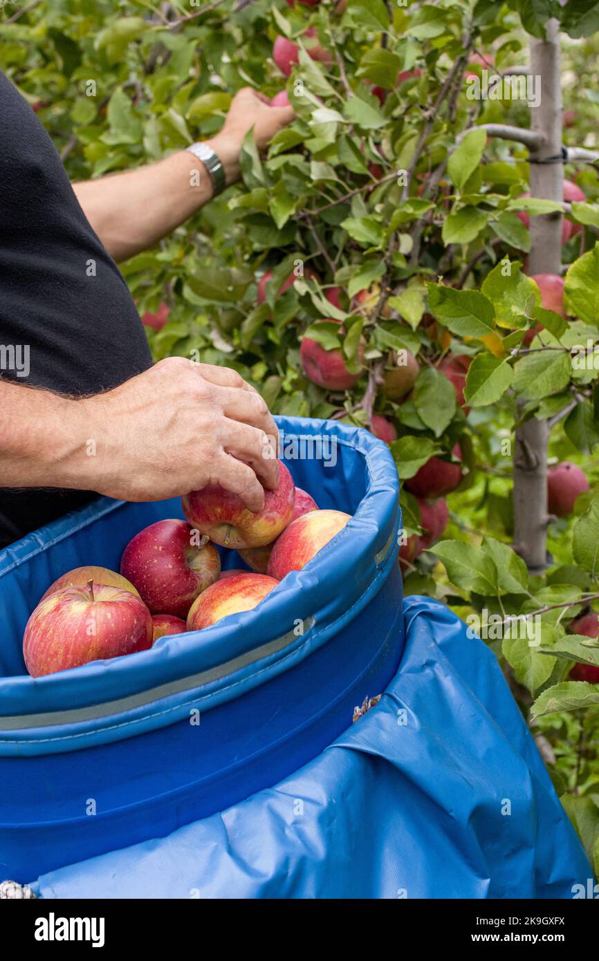 Farm worker hand picking organic Fuji apples using a professional ...