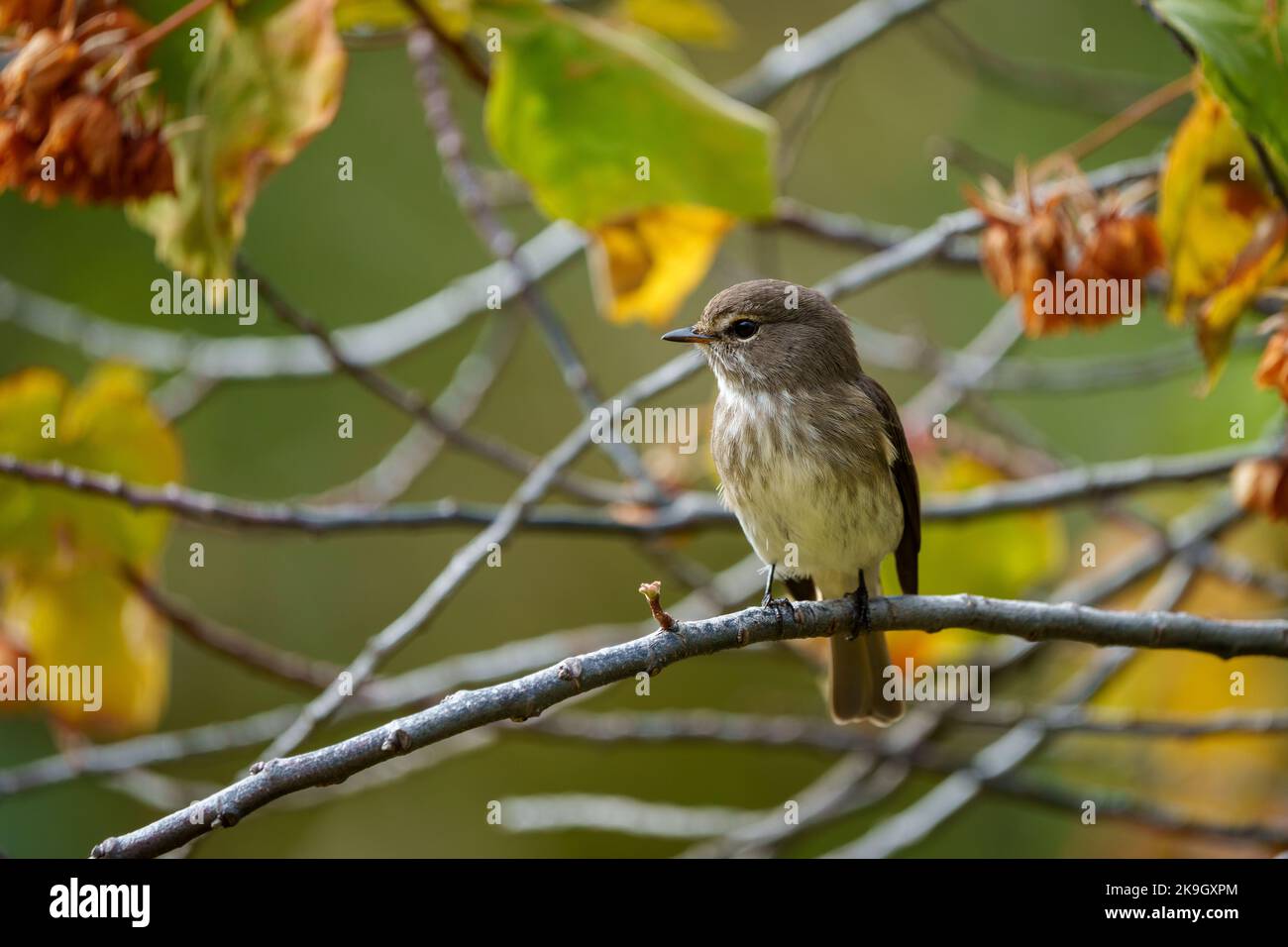 African dusky flycatcher (Muscicapa adusta) perchased on a tree branch ...