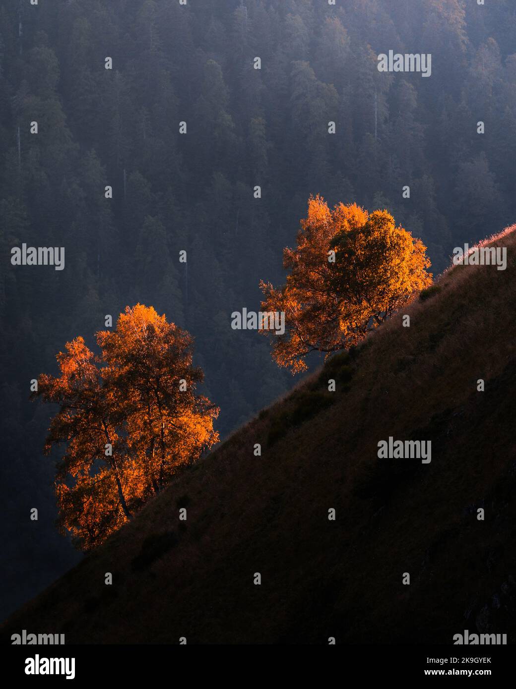 Orange autumn trees on idyllic landscape on the mountain. Nature in ...
