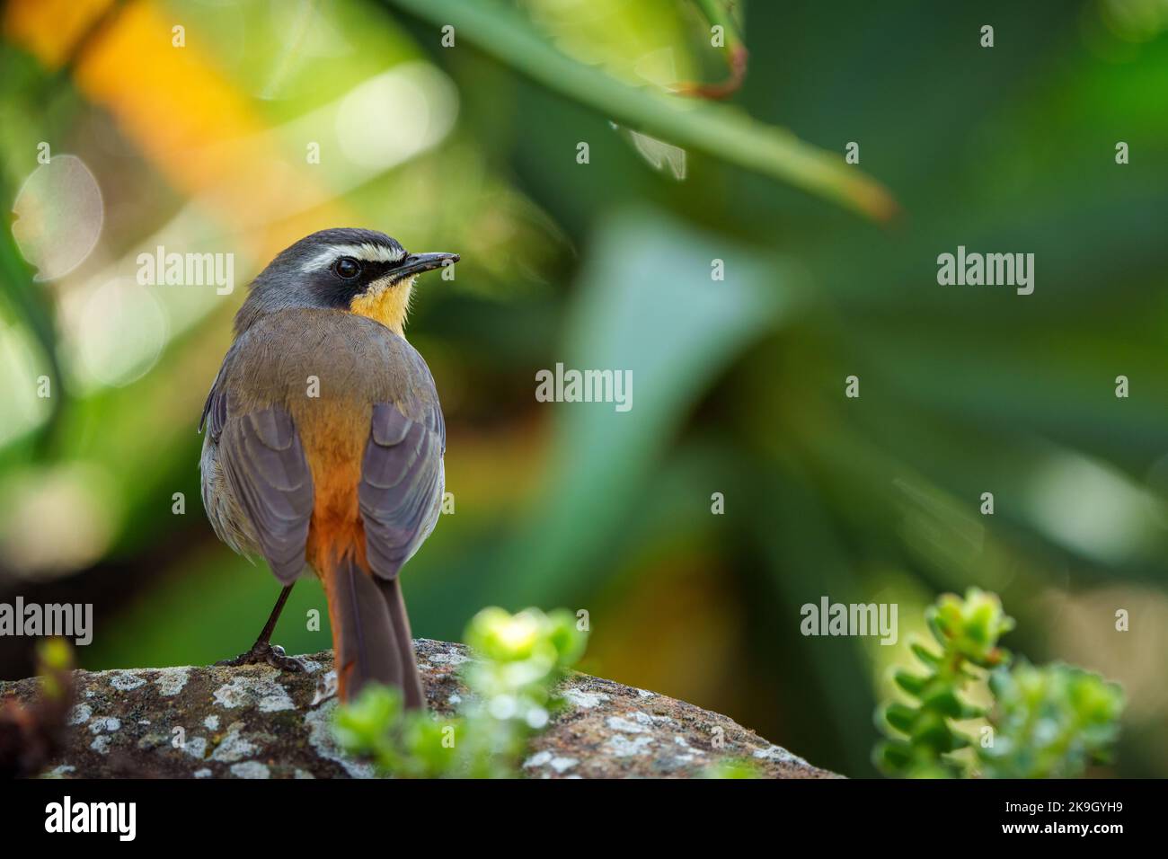 Cape robin-chat (Cossypha caffra). Cape Town. Western Cape. South ...