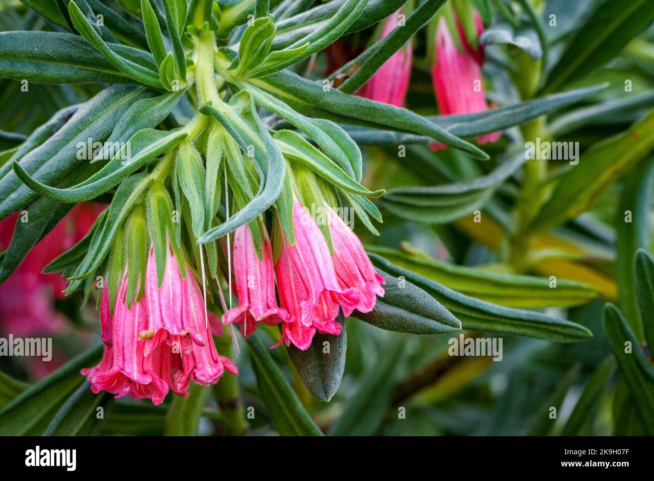 Gouriqua lobostemon (Lobostemon belliformis). A very rare plant from ...