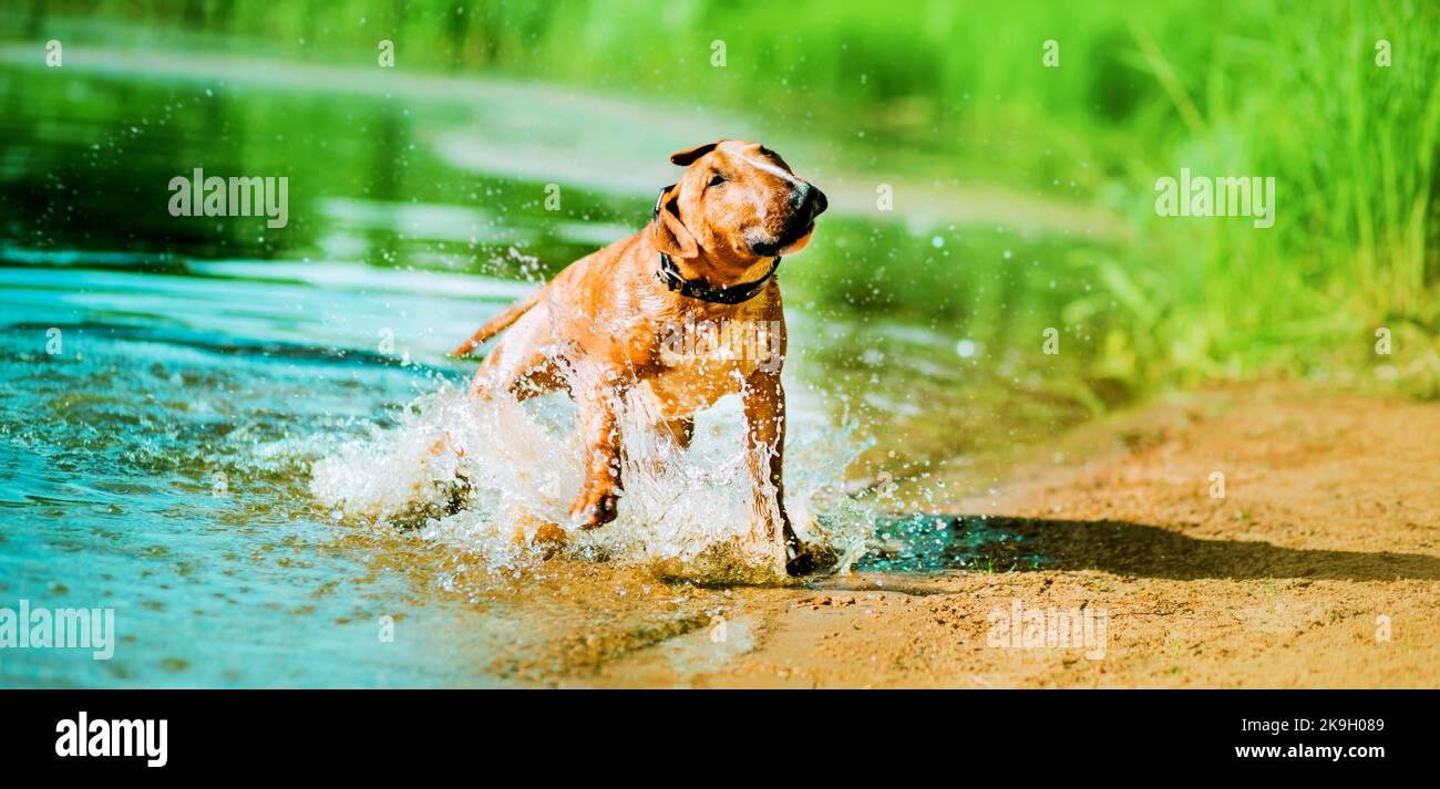Cute ginger bull terrier stands on the beach near the lake and shakes ...