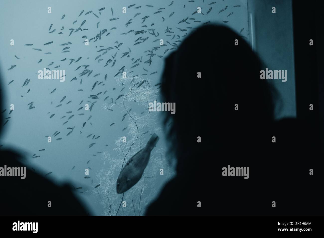 calm and relaxed backlit people watching the fish of different sizes ...