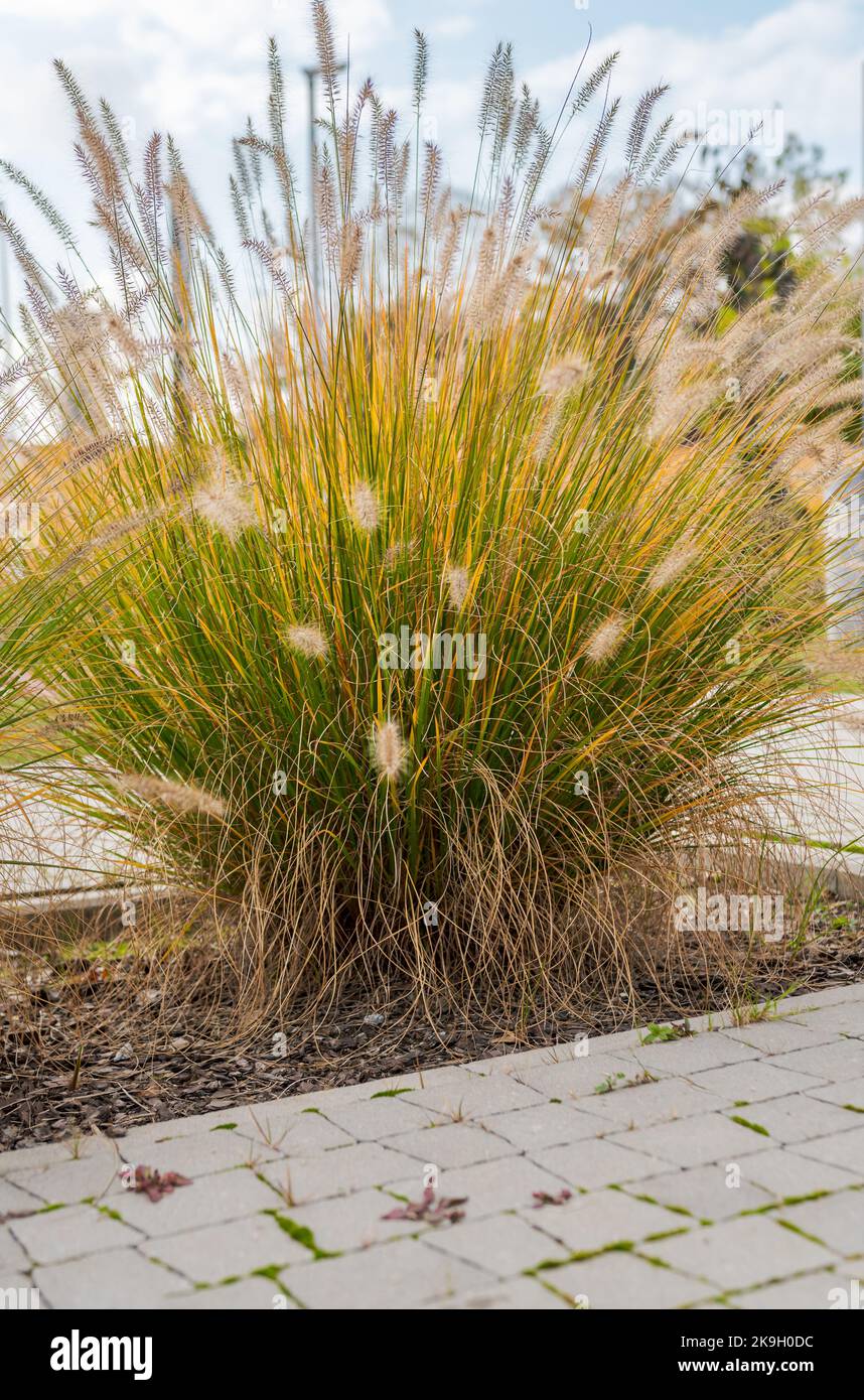 Decorative grass (Lac. Pennisetum alopecuroides). Garden bark and ...
