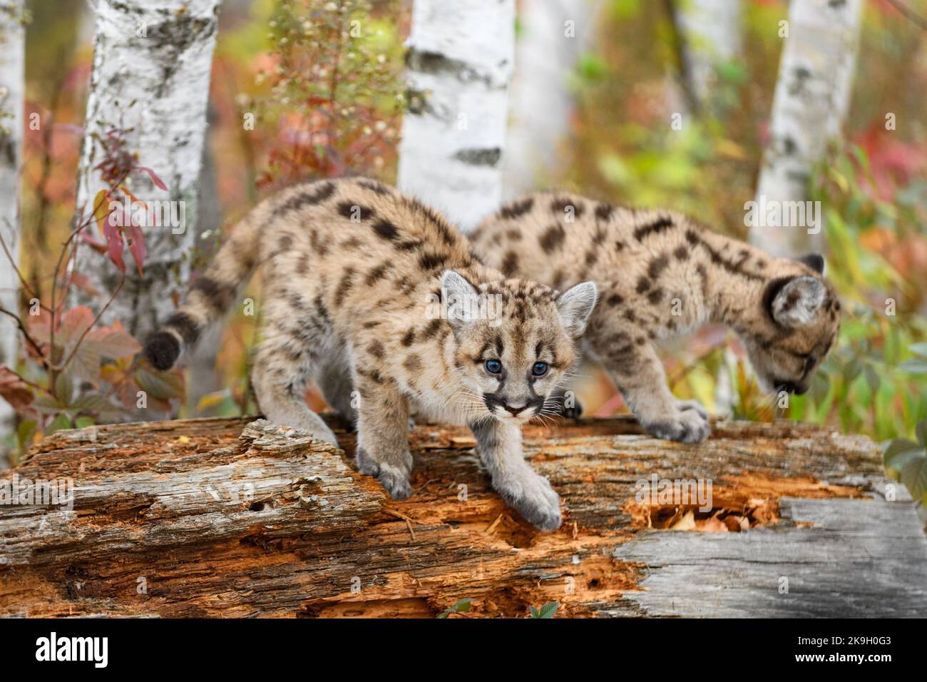 Cougar Kittens (Puma concolor) Climb About on Rotting Log Autumn ...