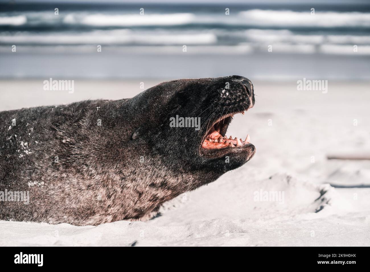 furry brown seal lying calm and relaxed on the white sand of the beach ...
