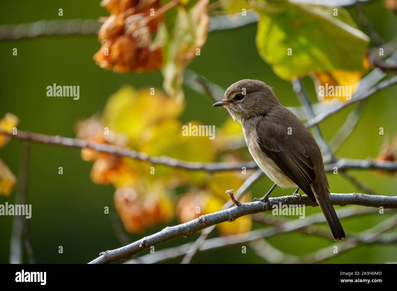 African dusky flycatcher (Muscicapa adusta) perchased on a tree branch ...