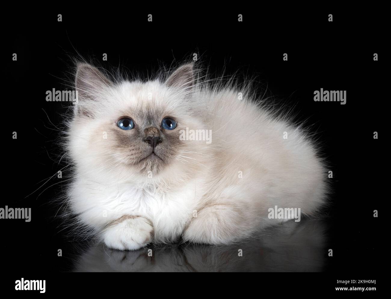 birman kitten in front of black background Stock Photo - Alamy