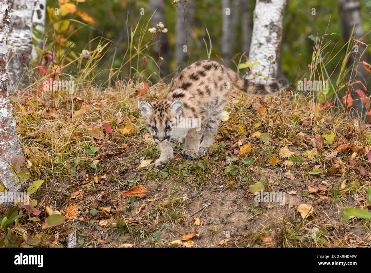 Cougar Kitten (Puma concolor) Looks Down Tail Extended Autumn - captive ...