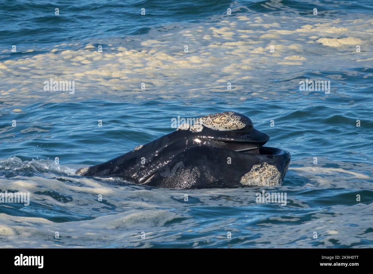 Baleen plates hi-res stock photography and images - Alamy