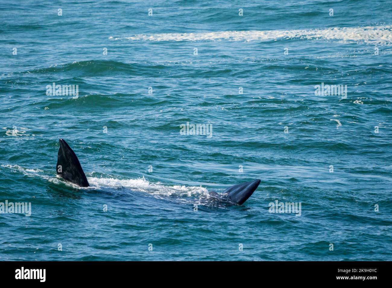 Southern right whale (Eubalaena australis) pectoral fins. Hermanus, Whale Coast, Overberg ...
