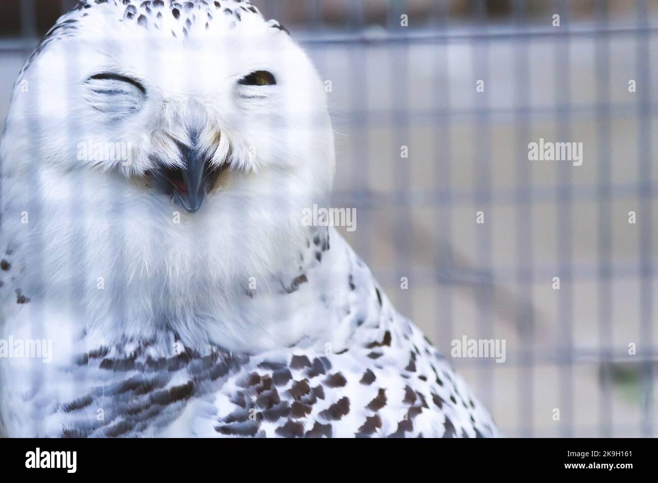 White northern owl. Close-up yellow eyes of a white snowy owl. Birds in ...
