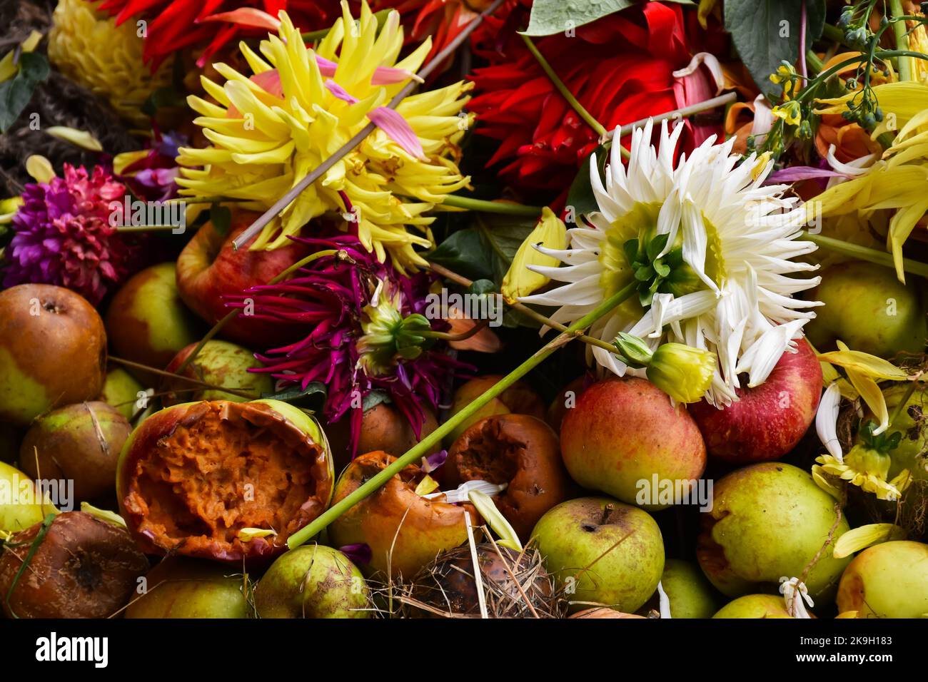 On the compost heap Stock Photo - Alamy