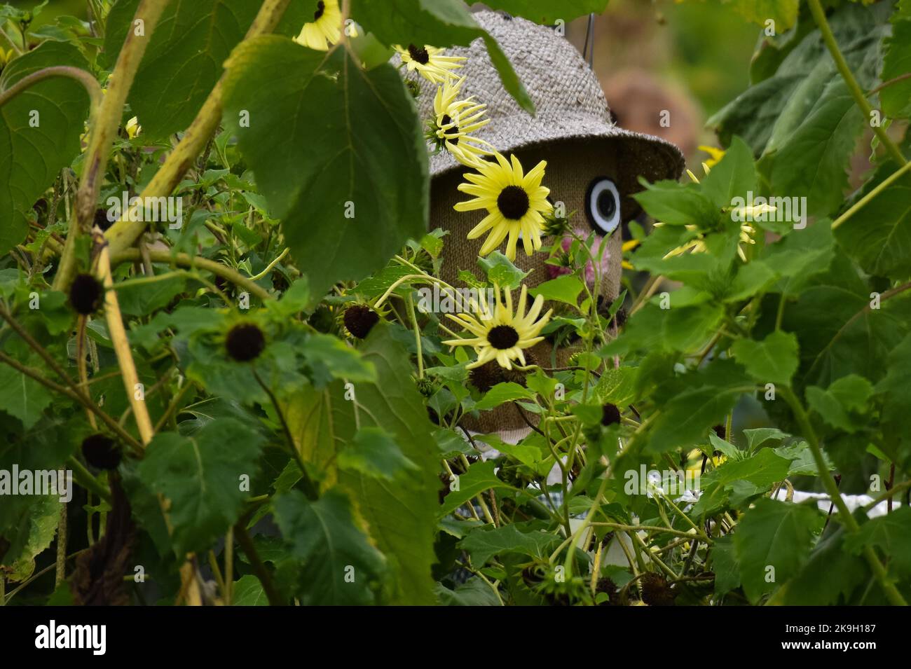 Sunflower scarecrow hi-res stock photography and images - Alamy