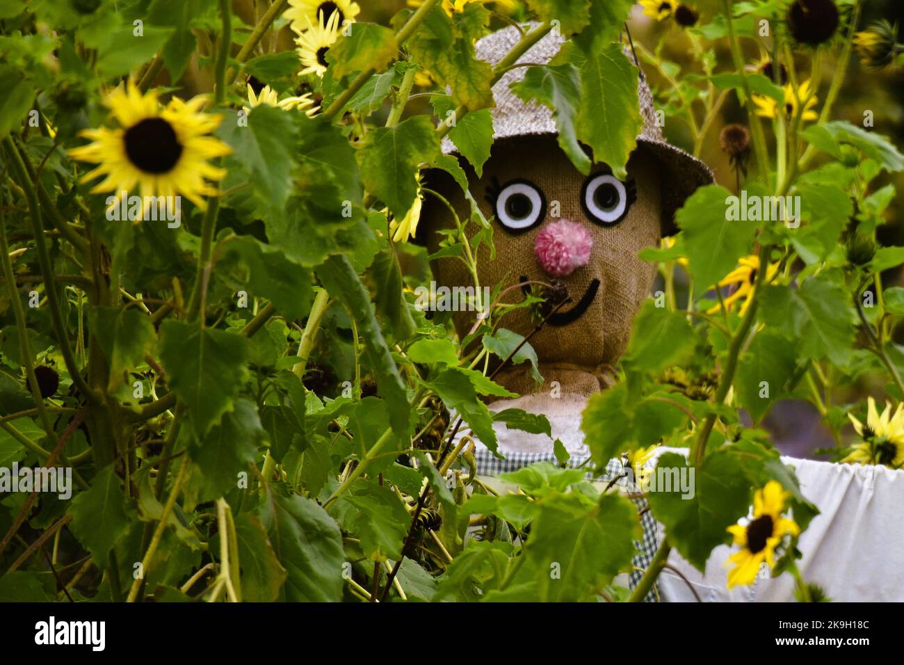 Scarecrow in the sunflowers Stock Photo - Alamy