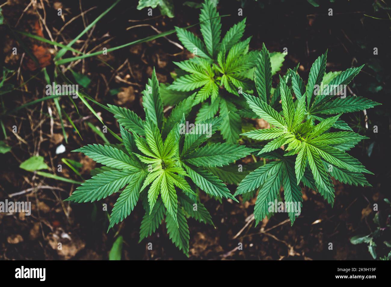 Cannabis bush close-up. Cultivation of hemp fields. Irrigation and ...
